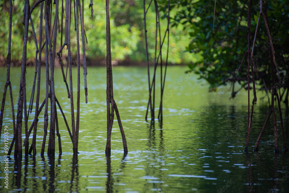 reeds in the water mangrove swamp in coveñas colombia by the sea ...