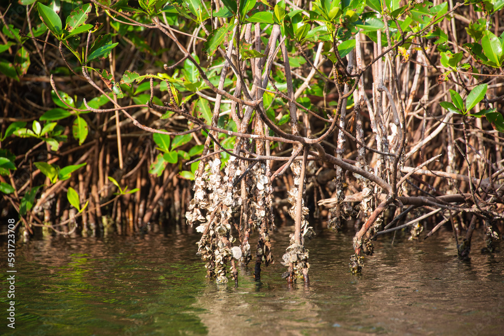 reeds in the water mangrove swamp in coveñas colombia by the sea ...