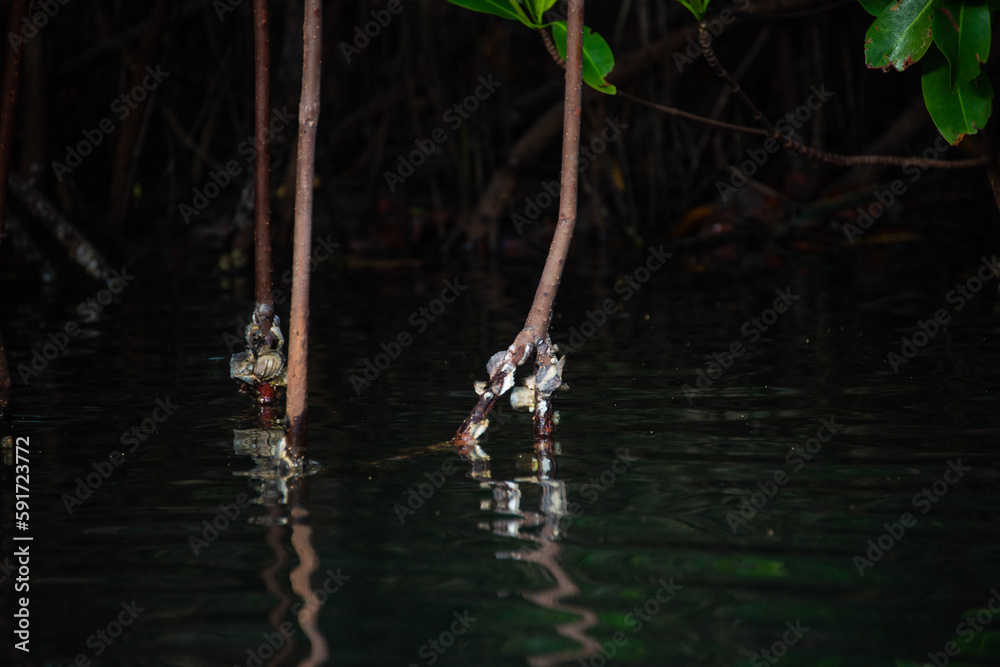 reflection in water reeds in the water mangrove swamp in coveñas ...