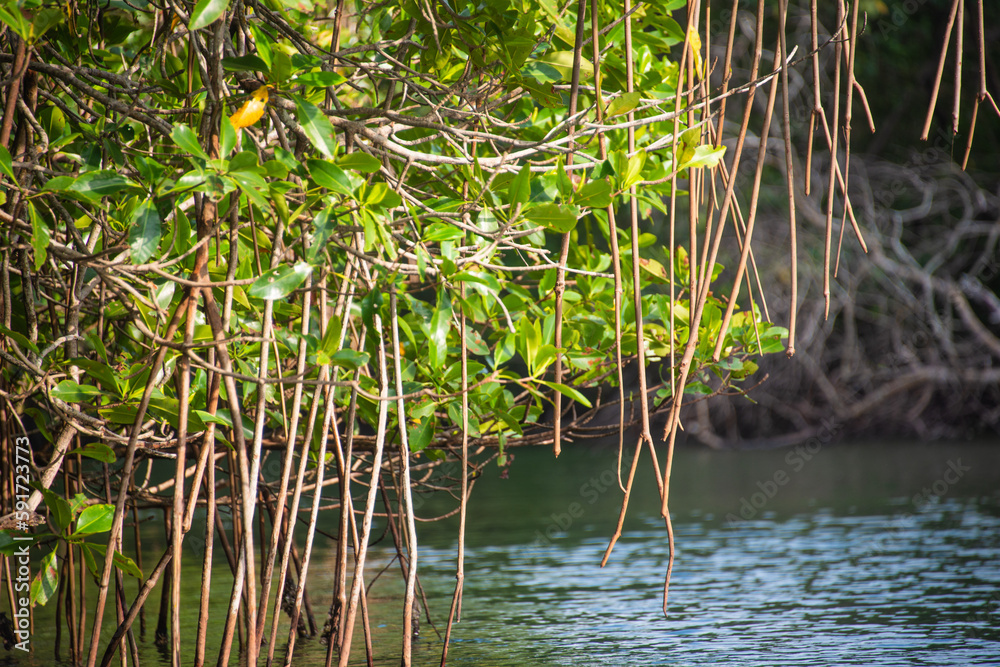 reflection in water reeds in the water mangrove swamp in coveñas ...