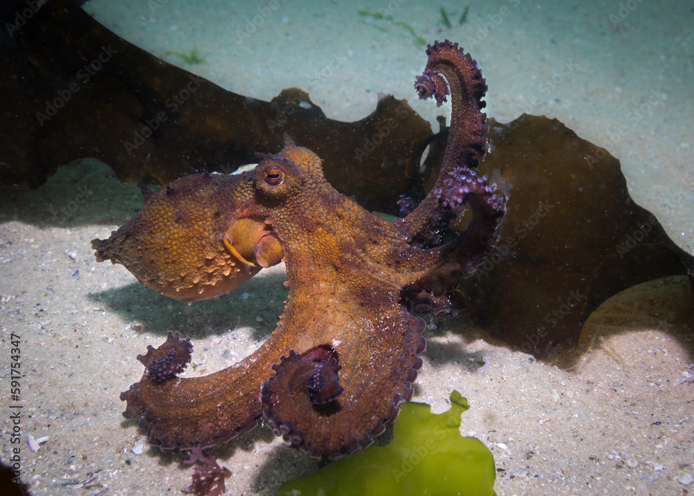 Foto de Common Octopus (Octopus vulgaris) camouflaging itself on the ...