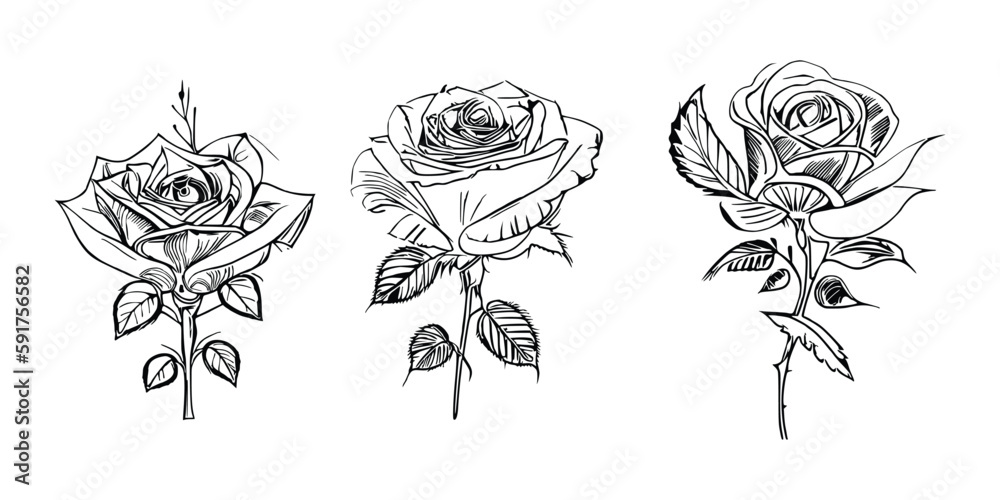 Vetor de Three Roses Coloring Book showcases stunning depictions of ...