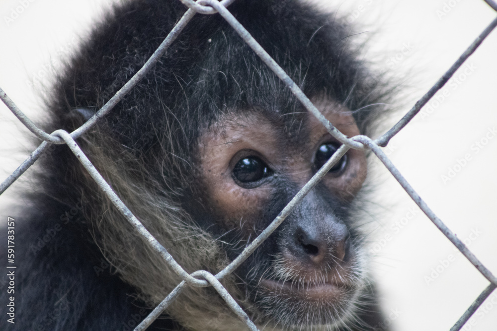 Mono araña cría / Geoffroy's spider monkey cub / Bébé Singe-araignée de ...
