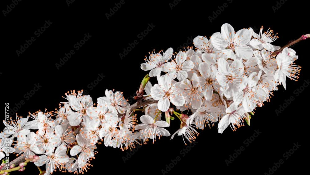 Cherry Plum or Prunus Cerasifera Blooming in Time Lapse. White Flowers ...