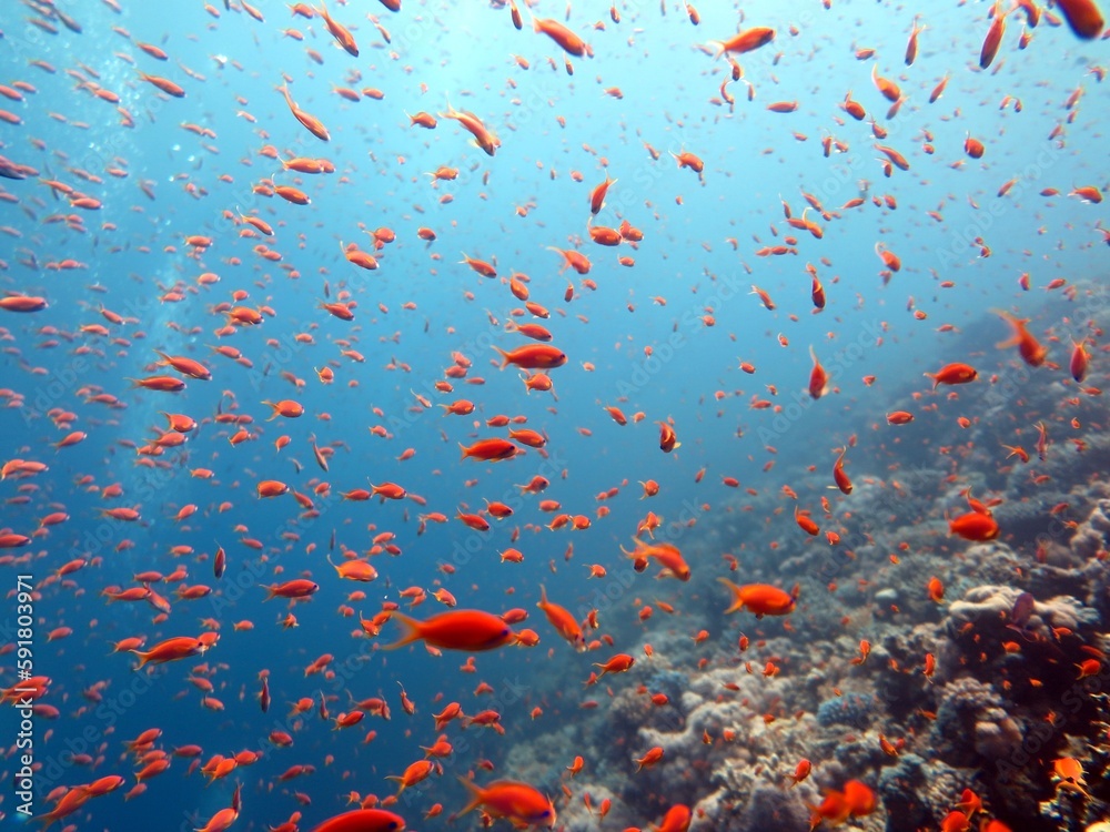 red sea fish and coral reef of canyon dive spot in dahab, red sea ...