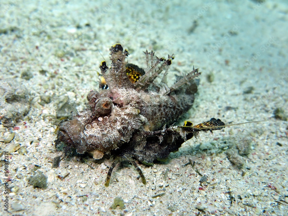 Red Sea Walkman, also known as sea goblin, demon stinger or devil ...