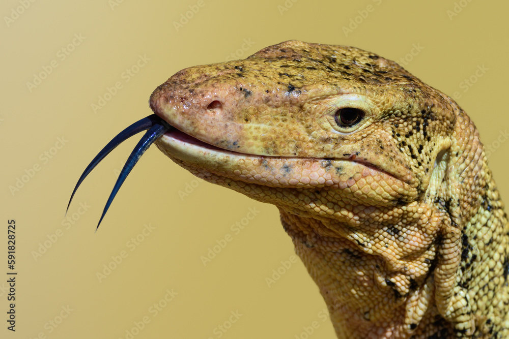 Monitor lizard. Close up portrait of large Asian water monitor native ...