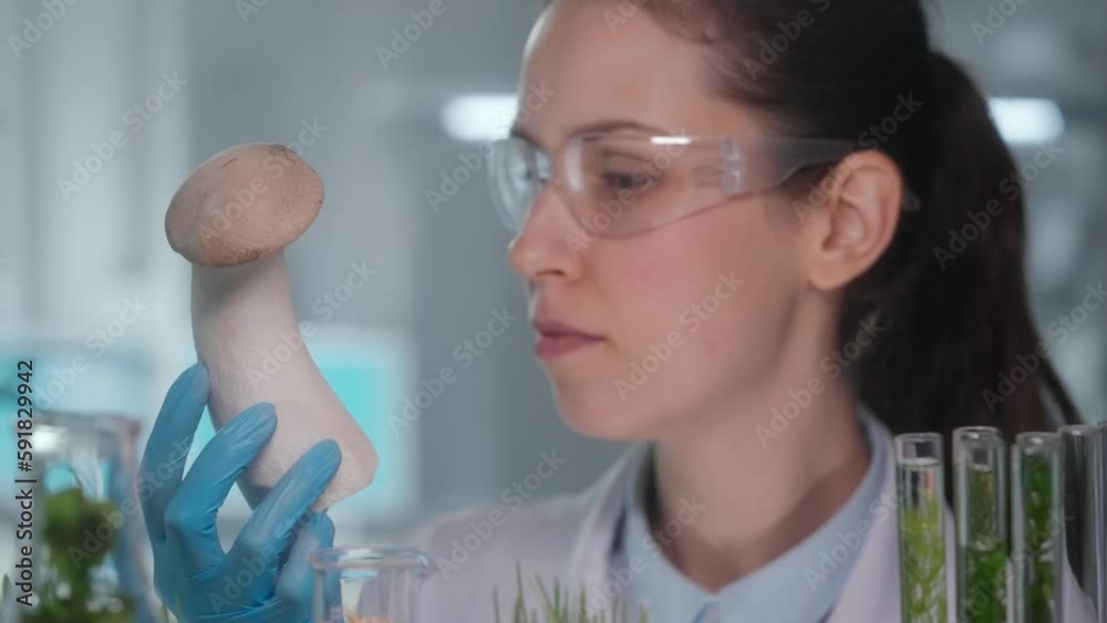 A woman examines the royal oyster mushroom eringi. A female researcher examines the stem and ...