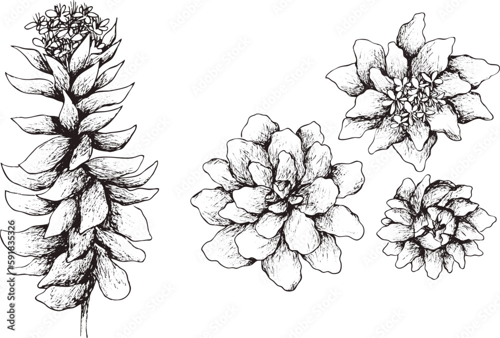Hand drawn digital image of rhodiola rosea. Eps horizontal vintage ...