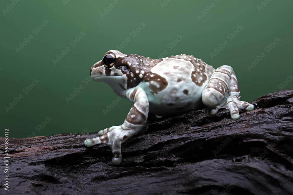 The Amazon Milk Frog is nature to the Amazon Rainforest in South ...