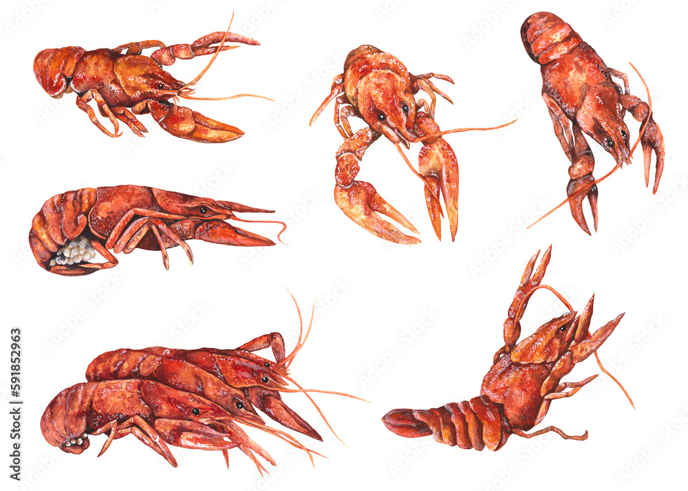 Watercolor illustration set of boiled, juicy crayfish in red color ...