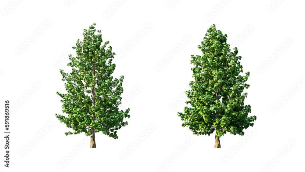 Growing trees isolated with alpha.3D animation growth grow from small ...