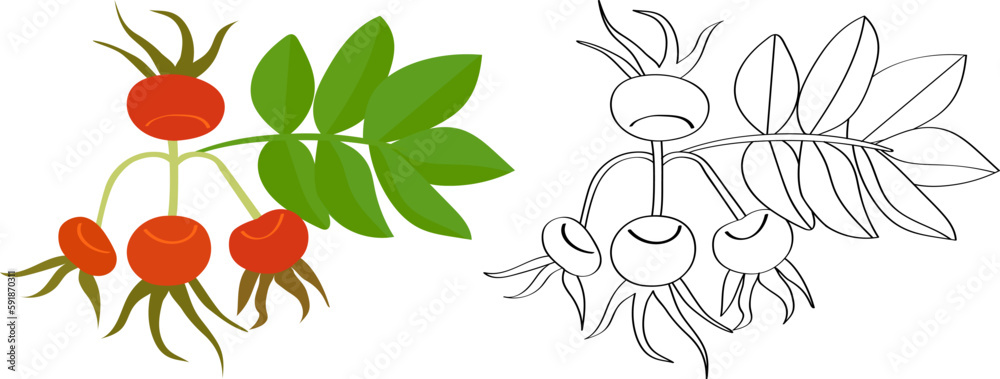 Rosehip is a sweet berry, a flat cartoon, a children's coloring book on ...