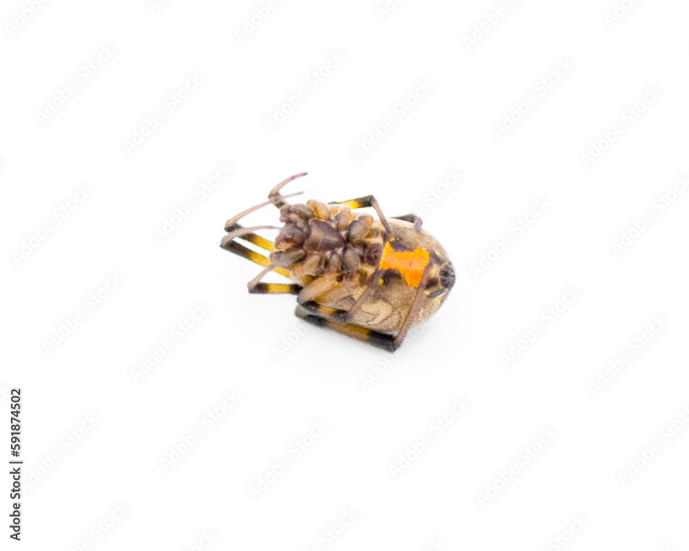 Latrodectus geometricus - brown widow, brown button spider, grey widow ...