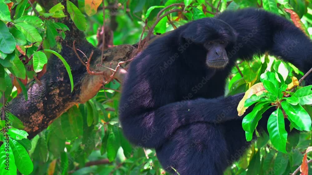 Siamang life in the tree ,The Siamang gibbon (Symphalangus syndactylus ...