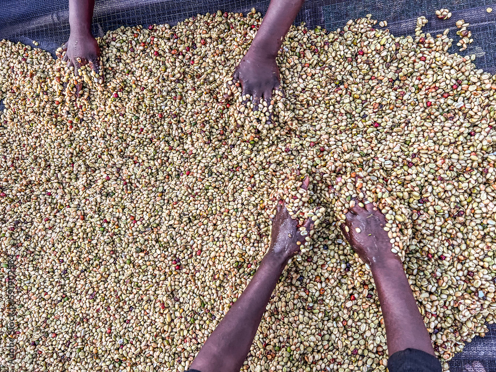 Poster Women's hands mixing coffee cherries processed by the Honey ...