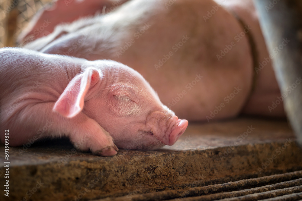 A week-old piglet cute newborn sleeping on the pig farm with other ...