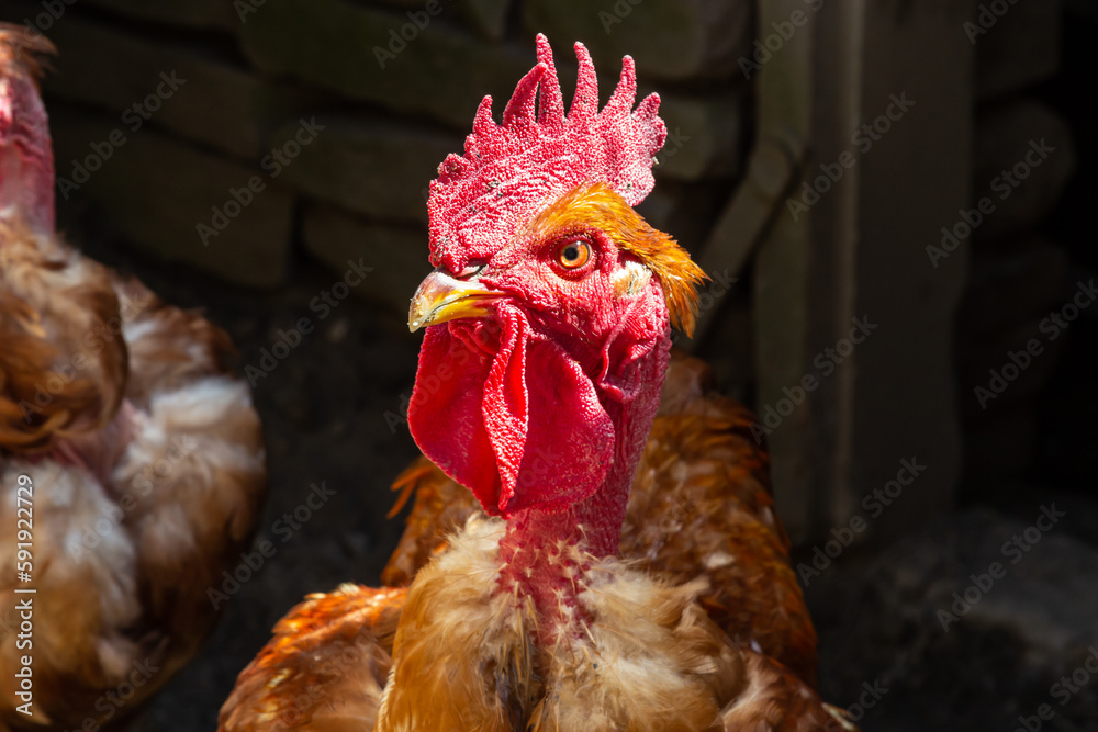 Red hen on farm. Homemade poultry. Chicken in a traditional poultry ...