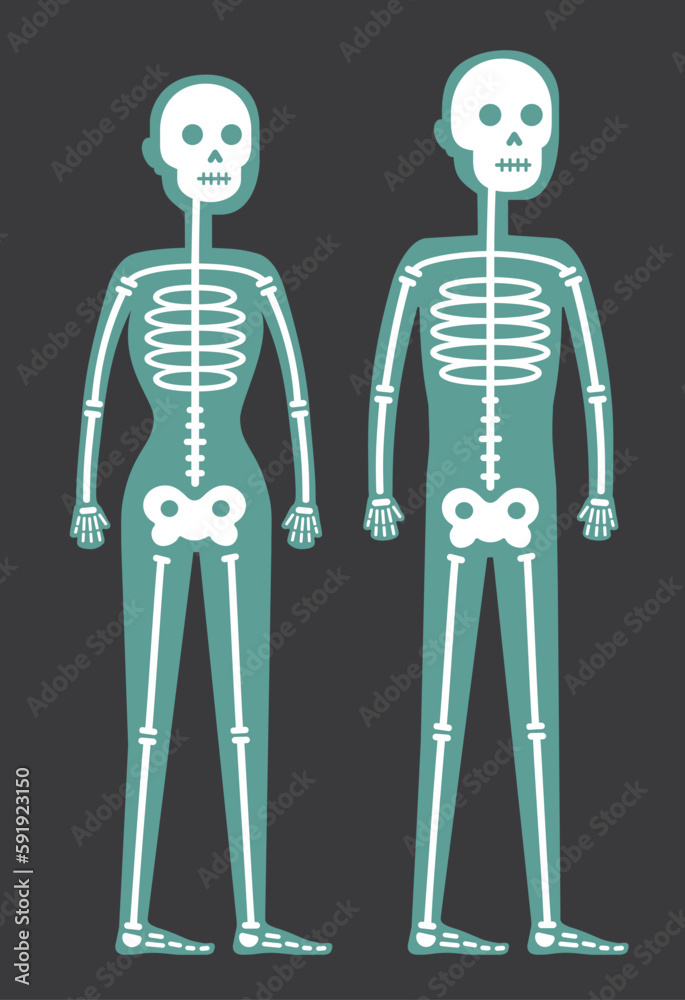 Stylized cartoon male and female skeletons - Radiography examination ...