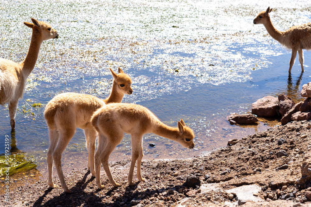 Two vicuna babies at the edge of the water both stare directly into the ...