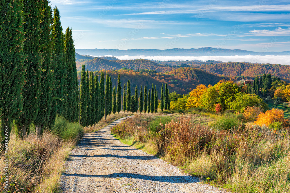 backstreet with a cypress trees line in the crete senesi landscape near ...