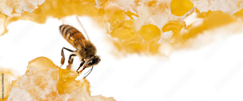 Honey bee eating honey on the frame of a hive where wax remains ...