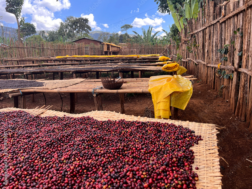 Ethiopian coffee cherries lying to dry in the sun in a drying station ...