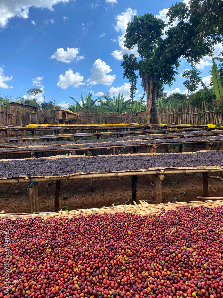 Ethiopian coffee cherries lying to dry in the sun in a drying station ...