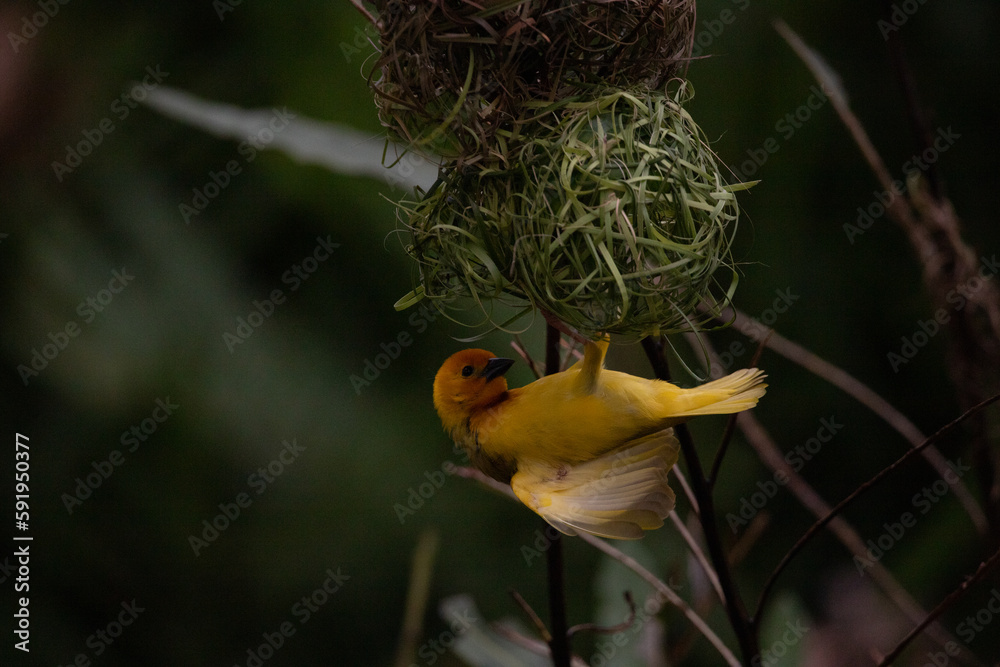 Weaver bird, wida finch, passerine bird, passeriformes building their ...