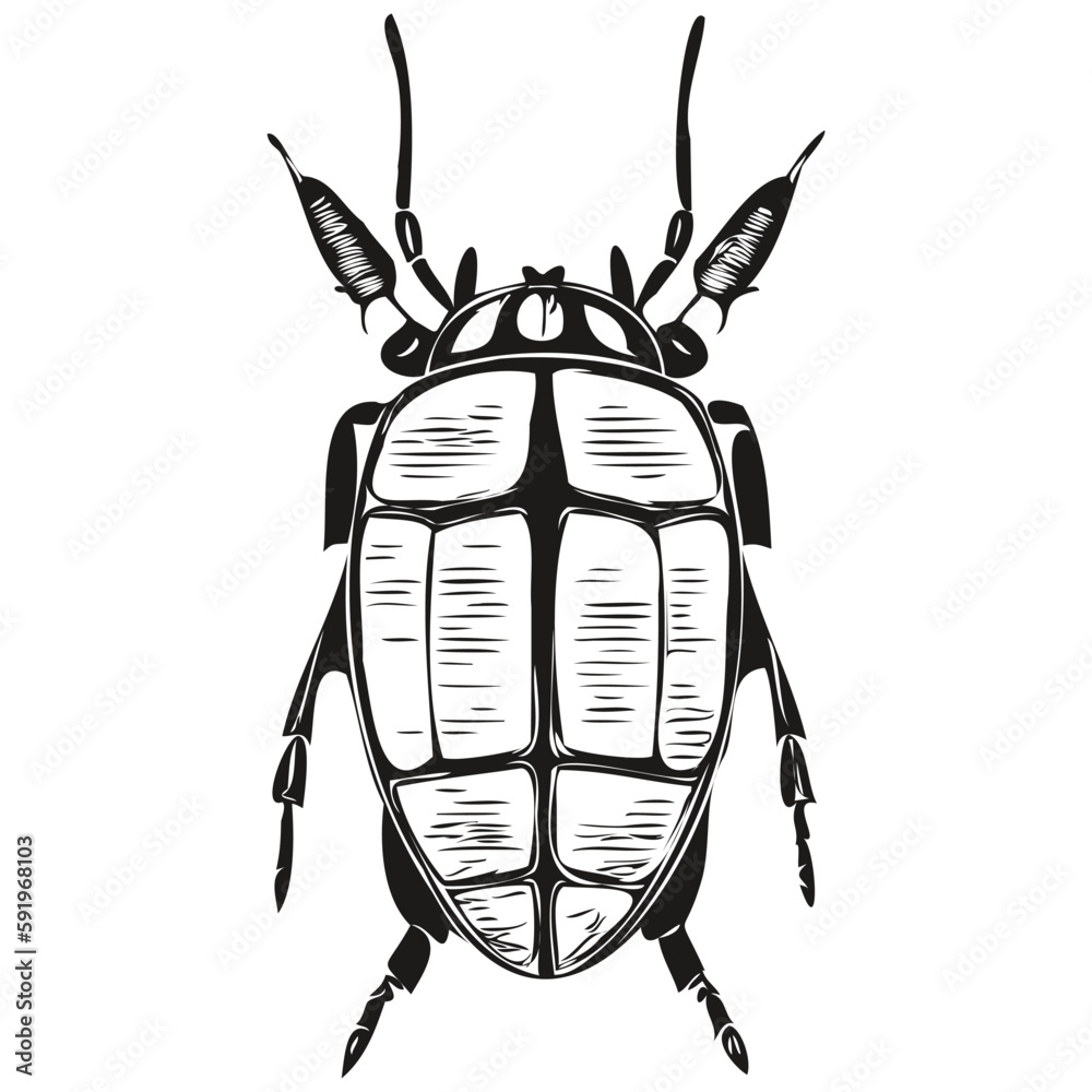 Hand drawn cartoon beetle, vector vintage illustration beetles Stock ...