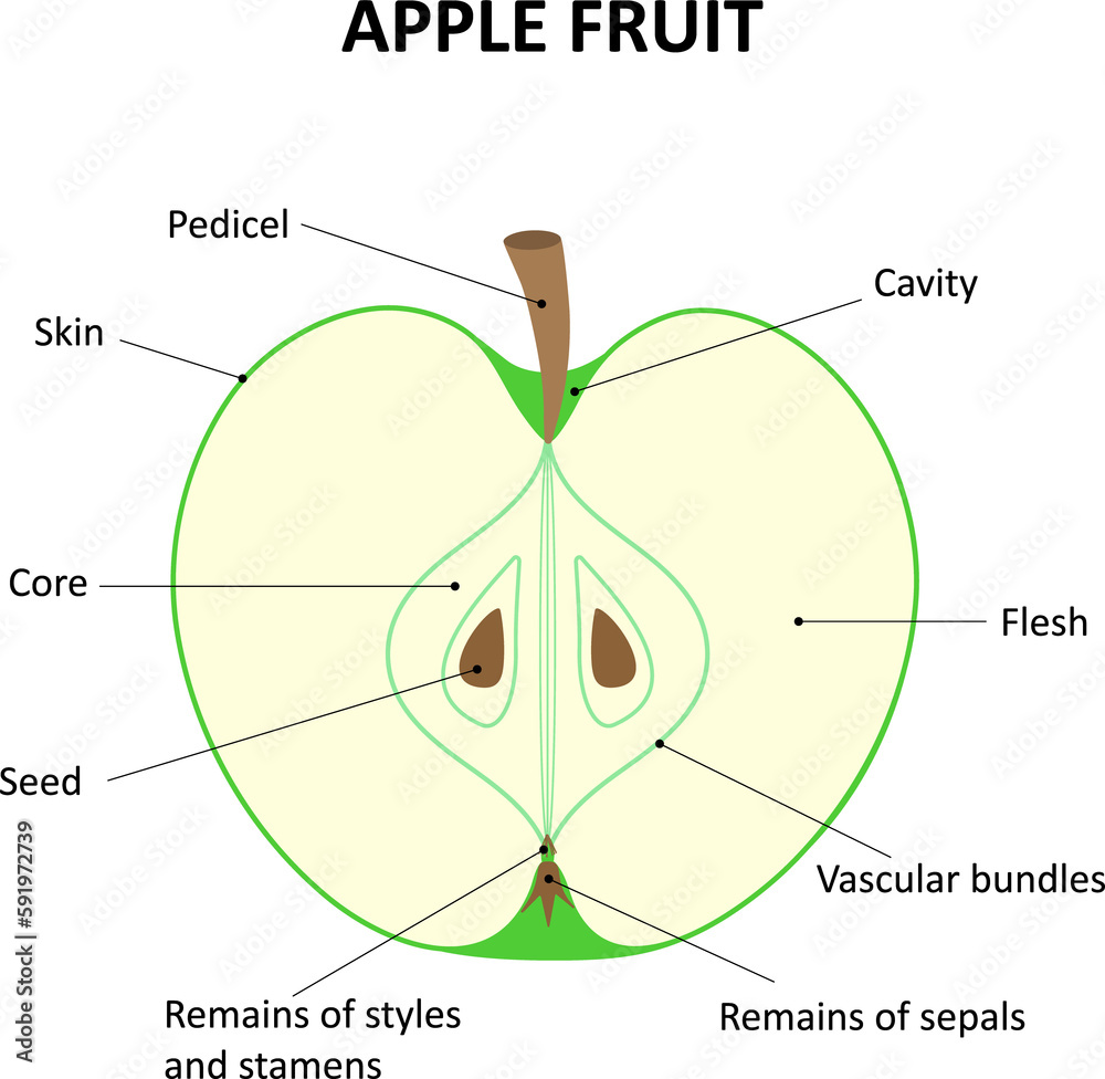The fruit of an apple tree. The internal structure of the fruit of the ...
