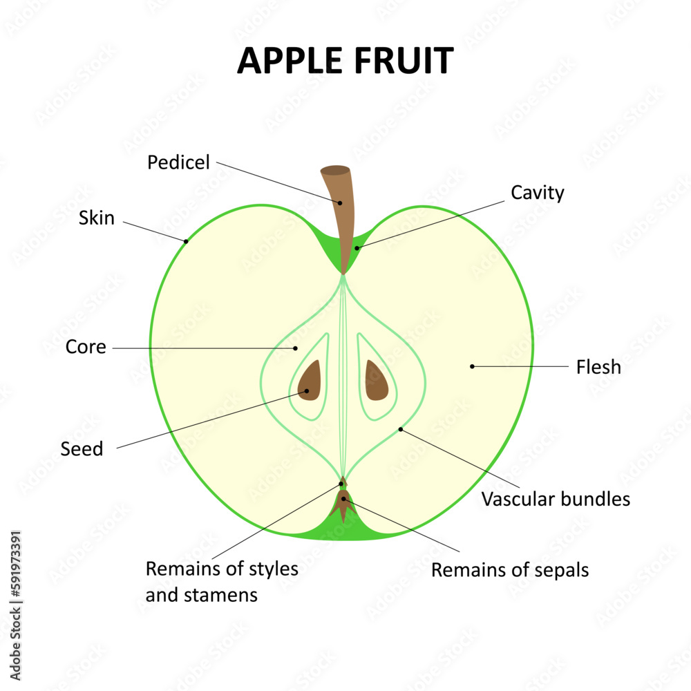 The fruit of an apple tree. The internal structure of the fruit of the ...