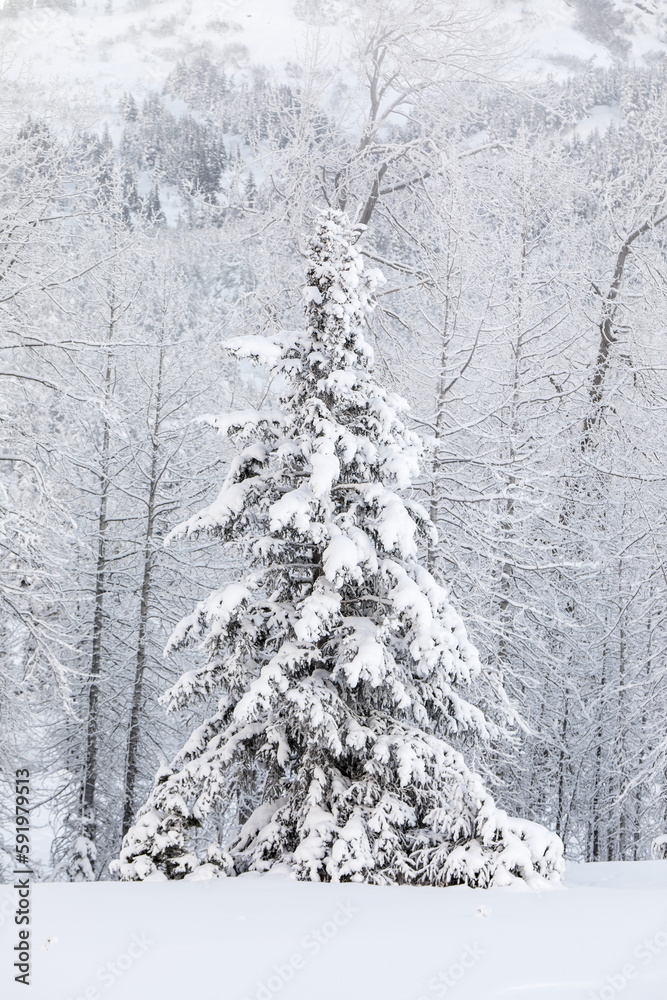 Zdjęcie Stock: A single Spruce tree covered in fresh snow in front of a ...
