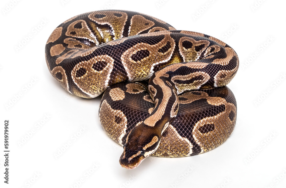 Ball Python (Python regius) posing for the camera on a white background ...