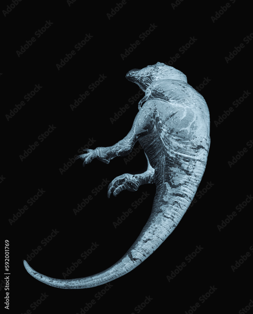 tyrannosaurus rex is dead in white background top rear view Stock ...