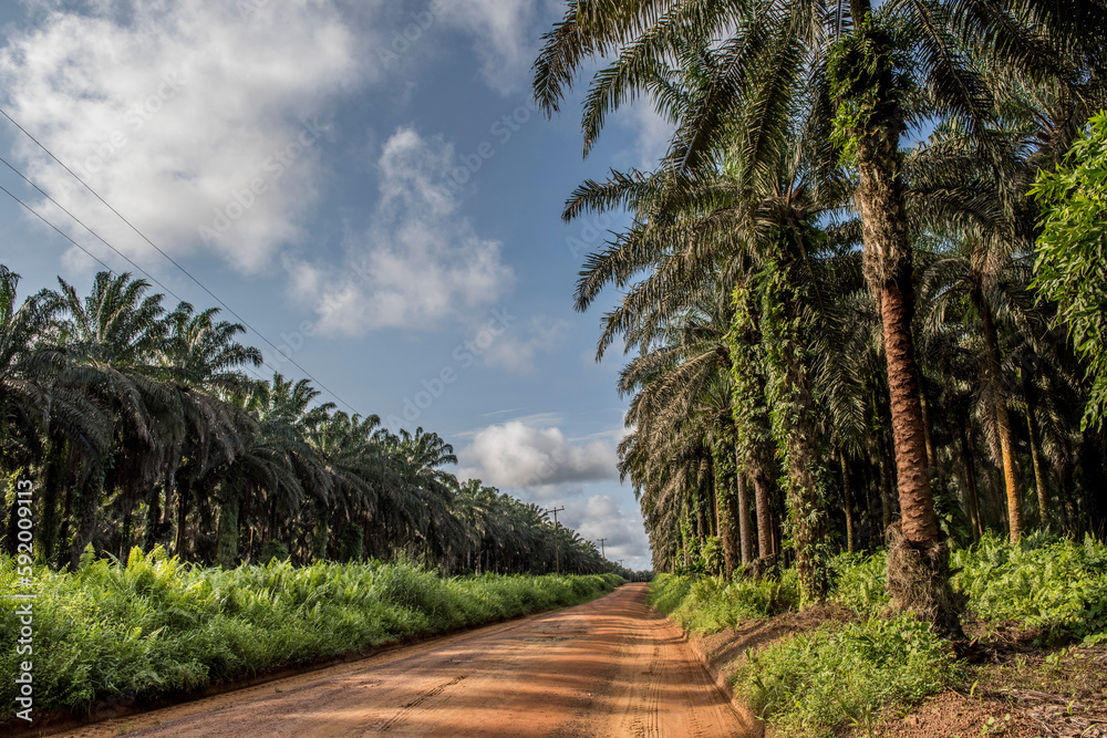 Road along a palm oil plantation near Socapalm in Cameroon. Cameroon is ...
