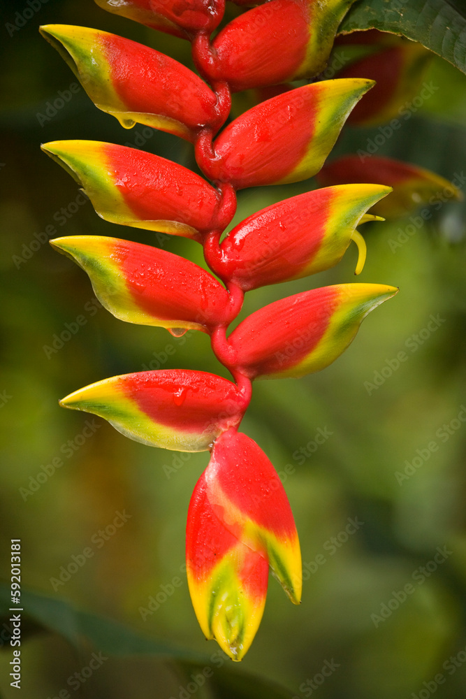 Foto de Heliconia plant (Heliconia pendula) growing at Abraham's Spice ...
