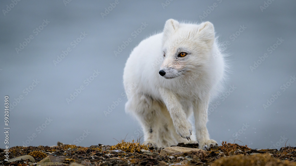 White furred arctic fox (vulpes lagopus) in snow in spring ...