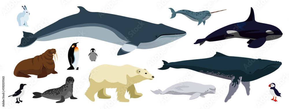 Vector Illustrations isolated on a white background. Artic animals ...