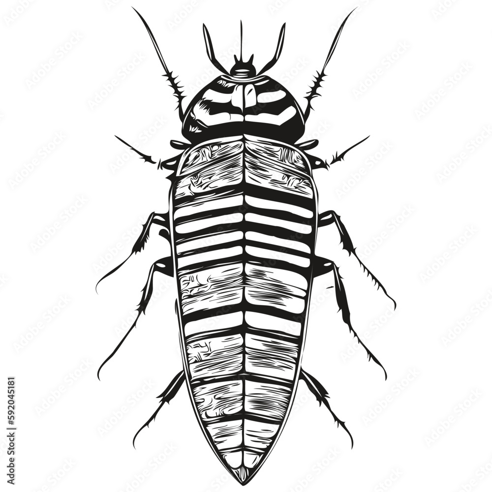 Black and white linear paint draw cockroach vector illustration ...