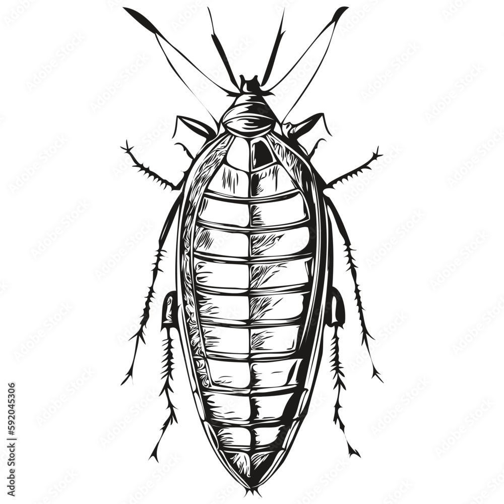 cockroach sketch, hand drawing of wildlife, vintage engraving style ...