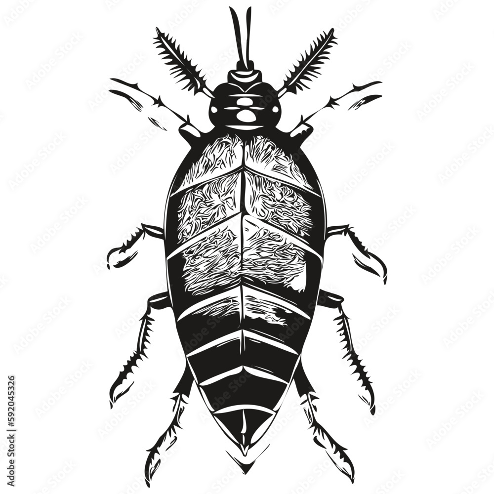 cockroach sketches, outline with transparent background, hand drawn ...
