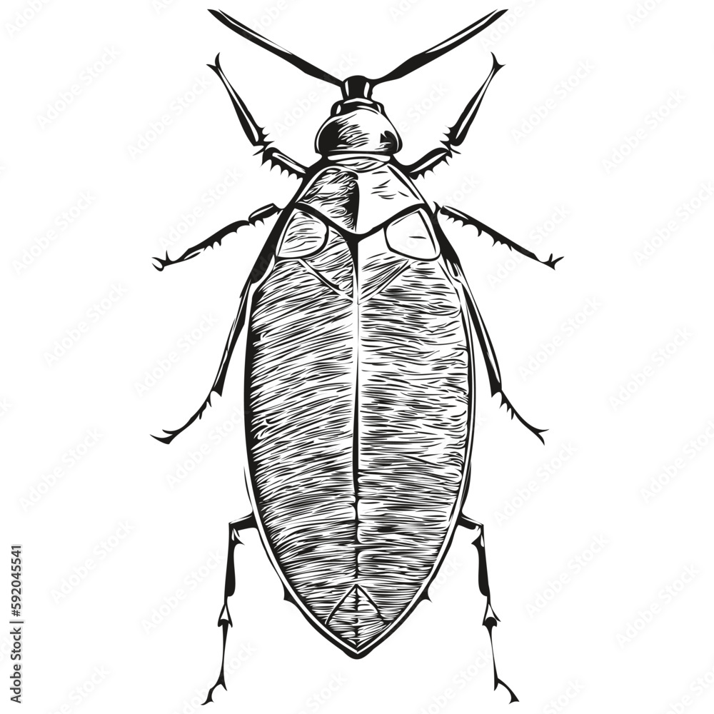 Engrave cockroach illustration in vintage hand drawing style ...