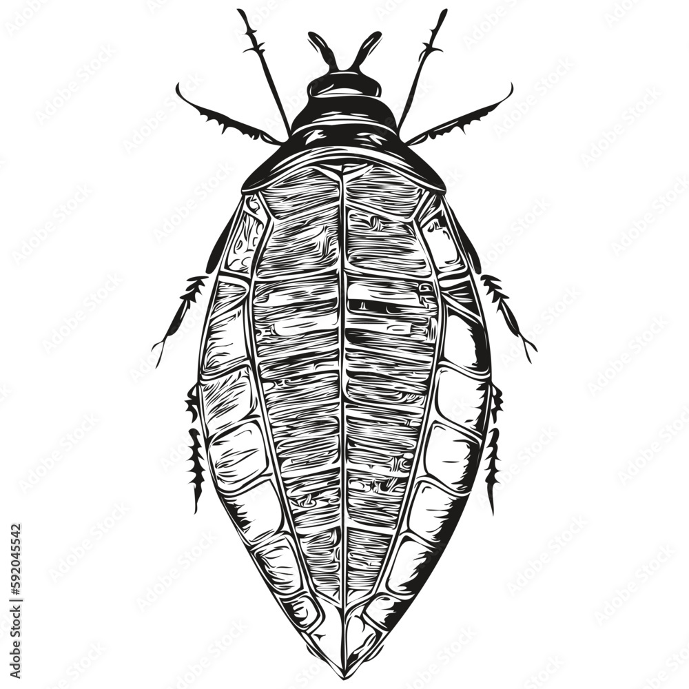Engrave cockroach illustration in vintage hand drawing style ...
