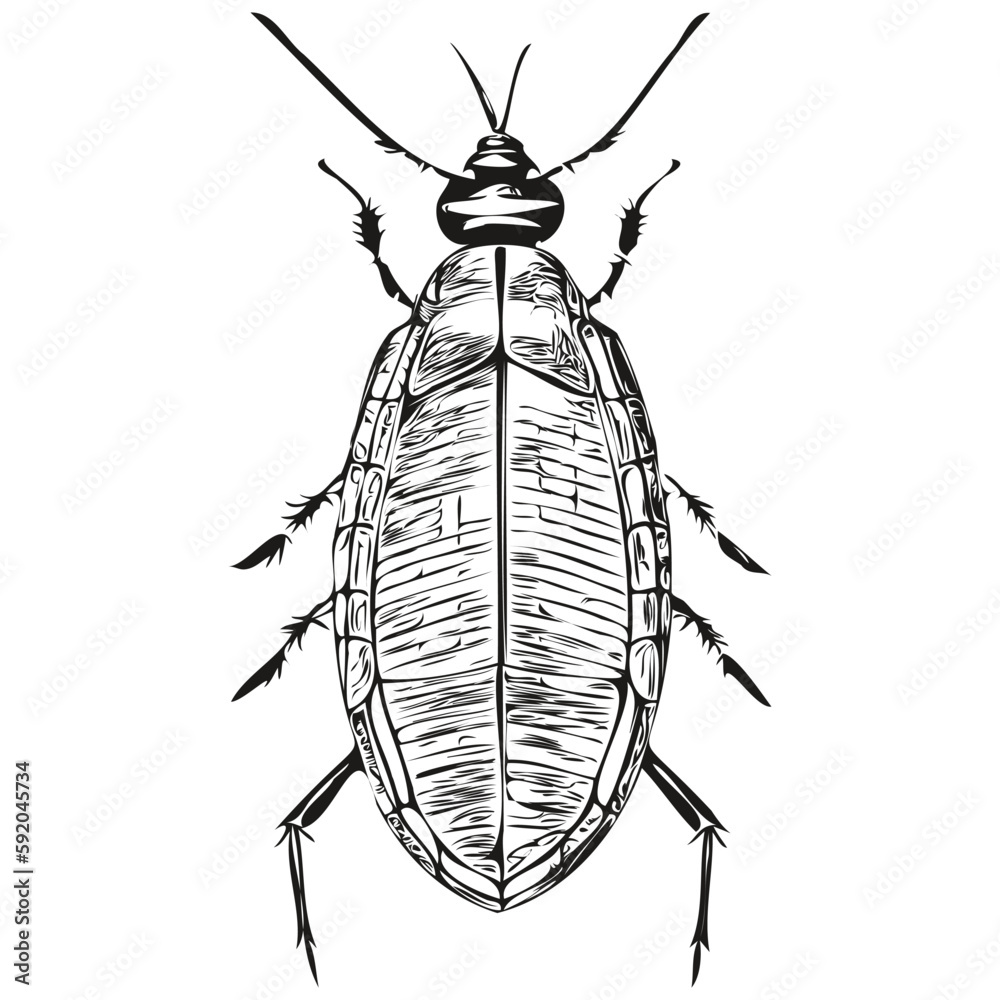 Engrave cockroach illustration in vintage hand drawing style ...