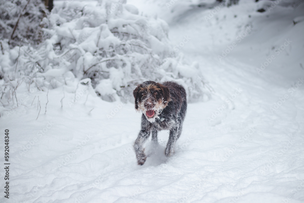 Bohemian wirehaired pointing griffon running on a path covered with ...