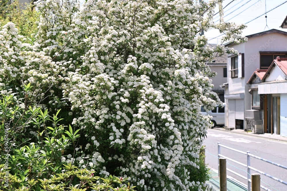 Reeves spirea ( Spiraea cantoniensis ) flowers. Rosaceae deciduous ...