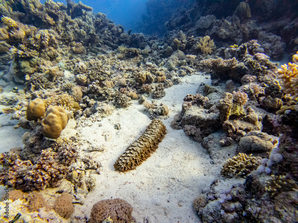 Underwater scene with a Thelenota ananas, pineapple sea cucumber in ...