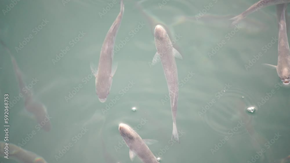 Flock of mullet fish on the surface of the water swallow the air. 4K ...