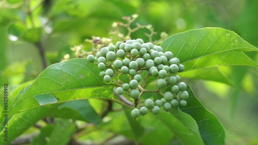 Premna foetida Reine (Daun singkil, waung, berbuas, buas-buas, ambong ...